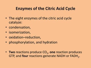 citric acid cycle.pptx funtion and explained in detail | PPTX