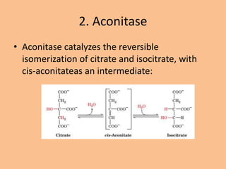 citric acid cycle.pptx funtion and explained in detail | PPTX