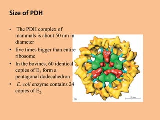 citric acid cycle.pptx funtion and explained in detail | PPT