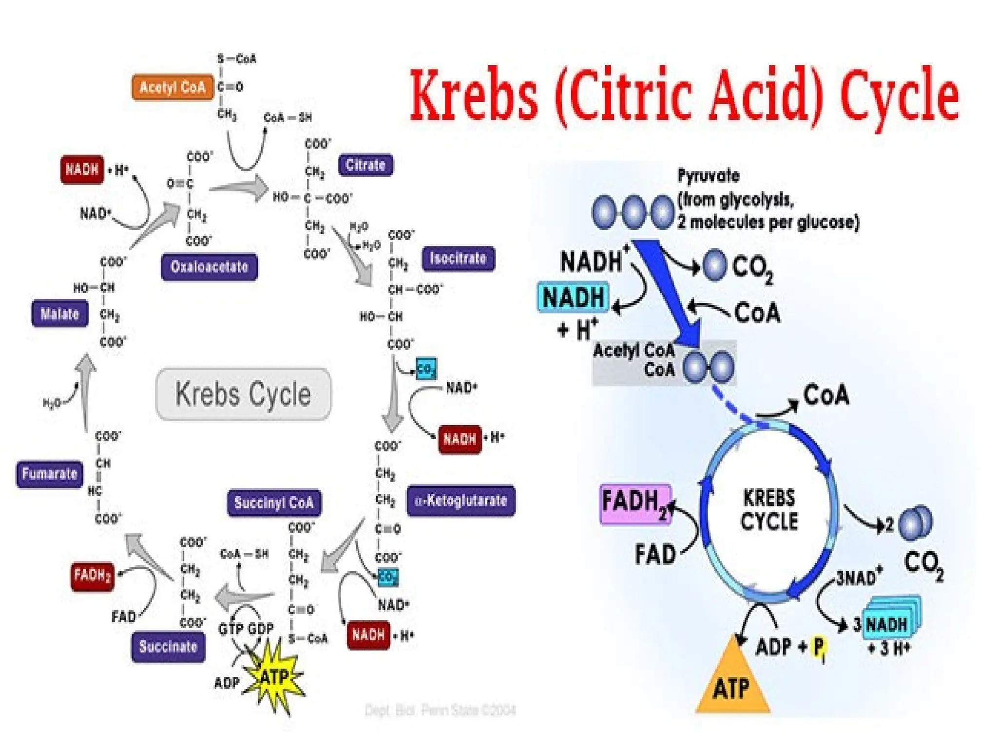 metabolic process of citric acid cycle.pptx