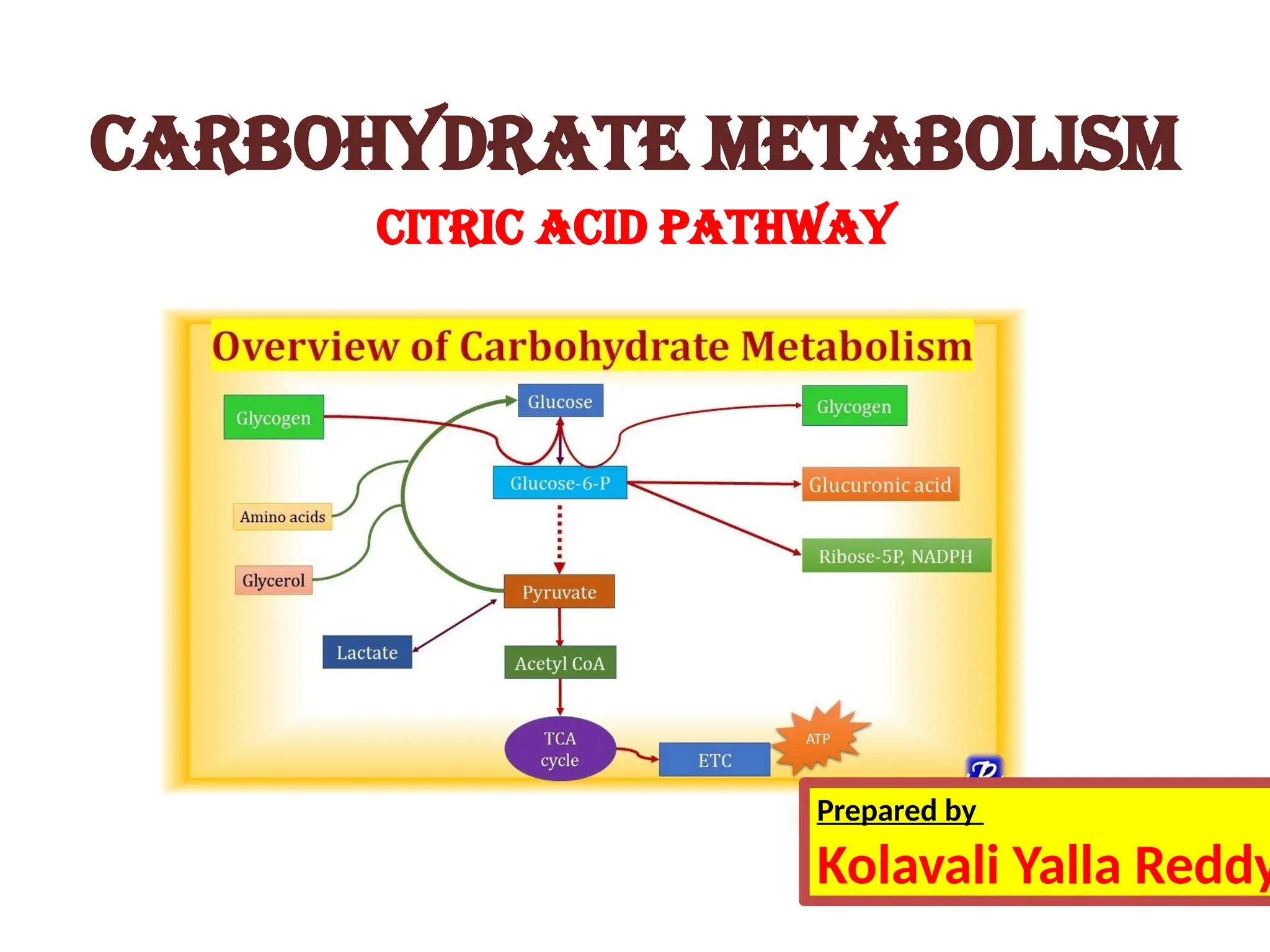 Citric acid cycle- Pathway, energetics and significance | PPTX