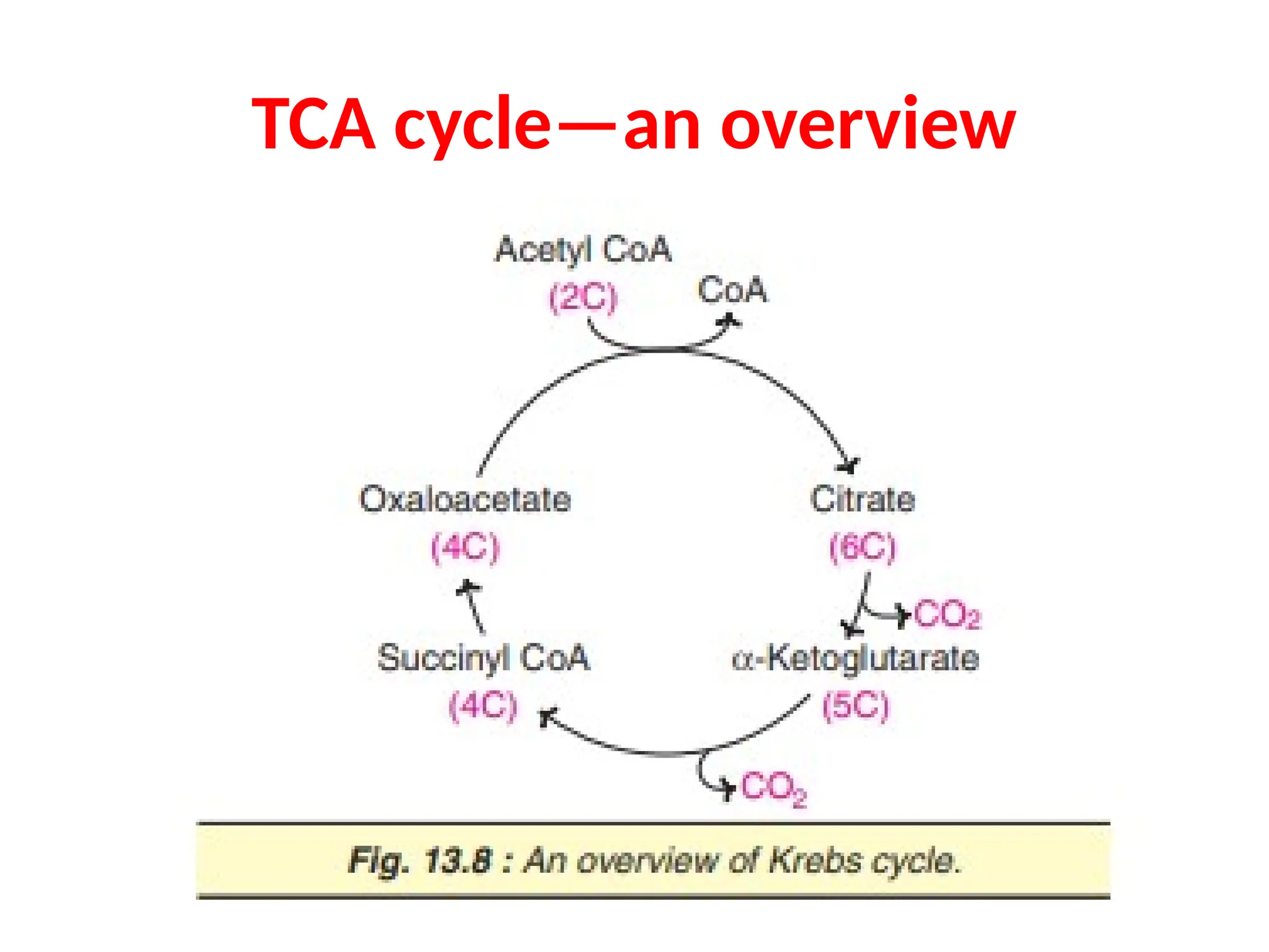 Citric acid cycle- Pathway, energetics and significance | PPTX