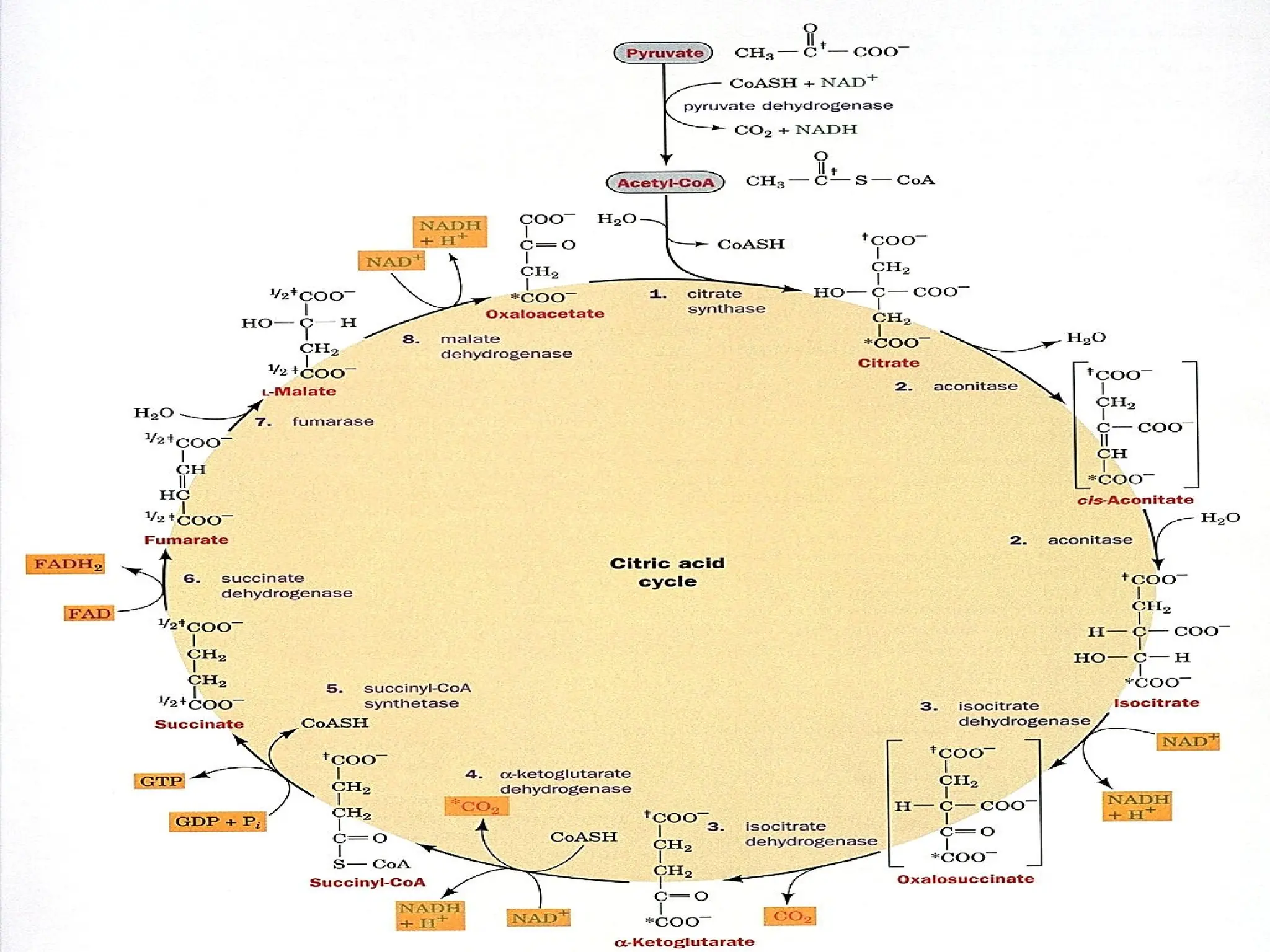Citric acid cycle- Pathway, energetics and significance | PPTX