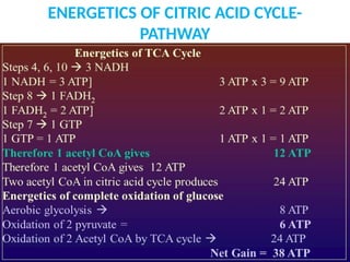 Citric acid cycle- Pathway, energetics and significance | PPTX