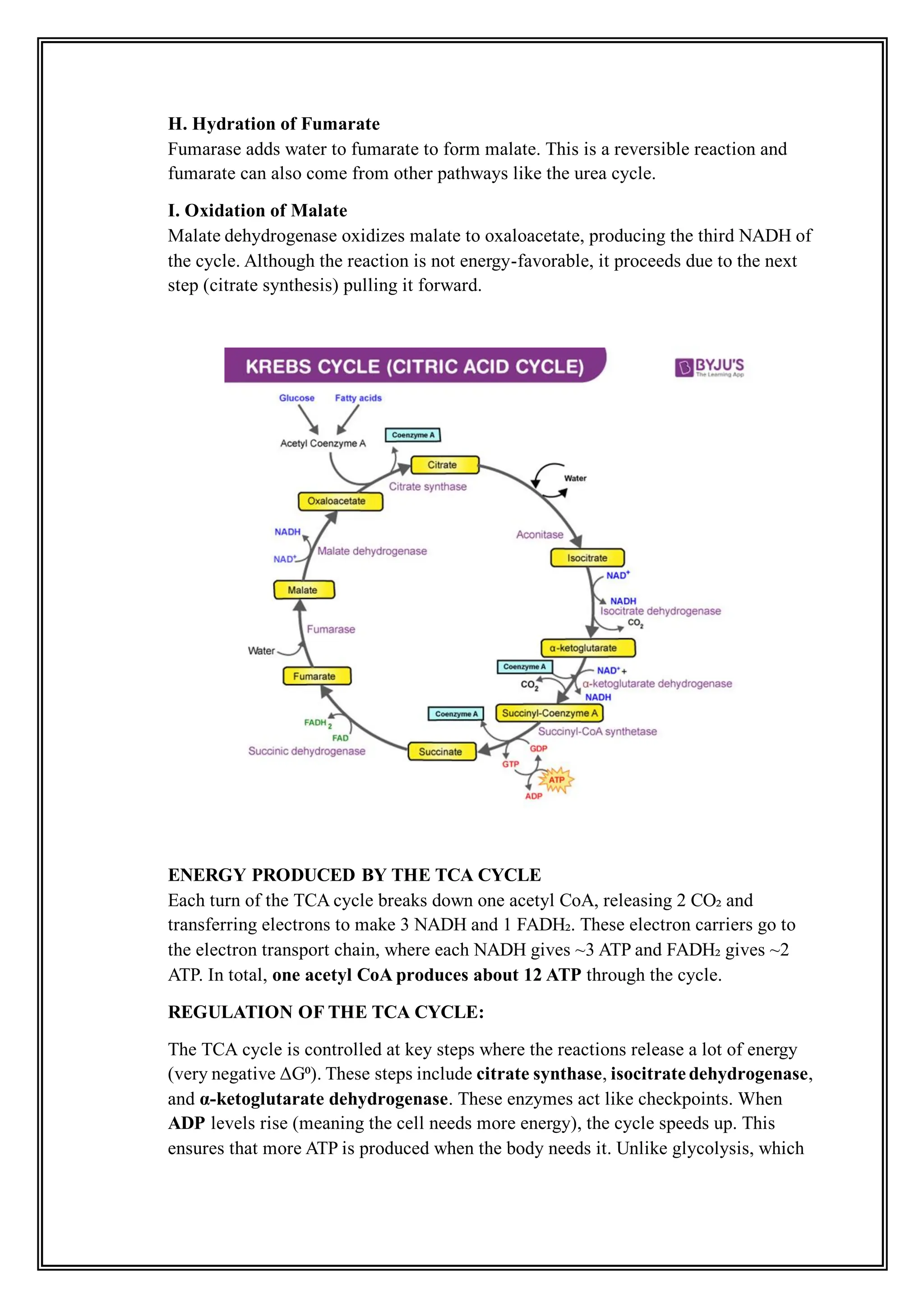 Steps of Citric Acid Cycle, or Kreb's cycle | PDF