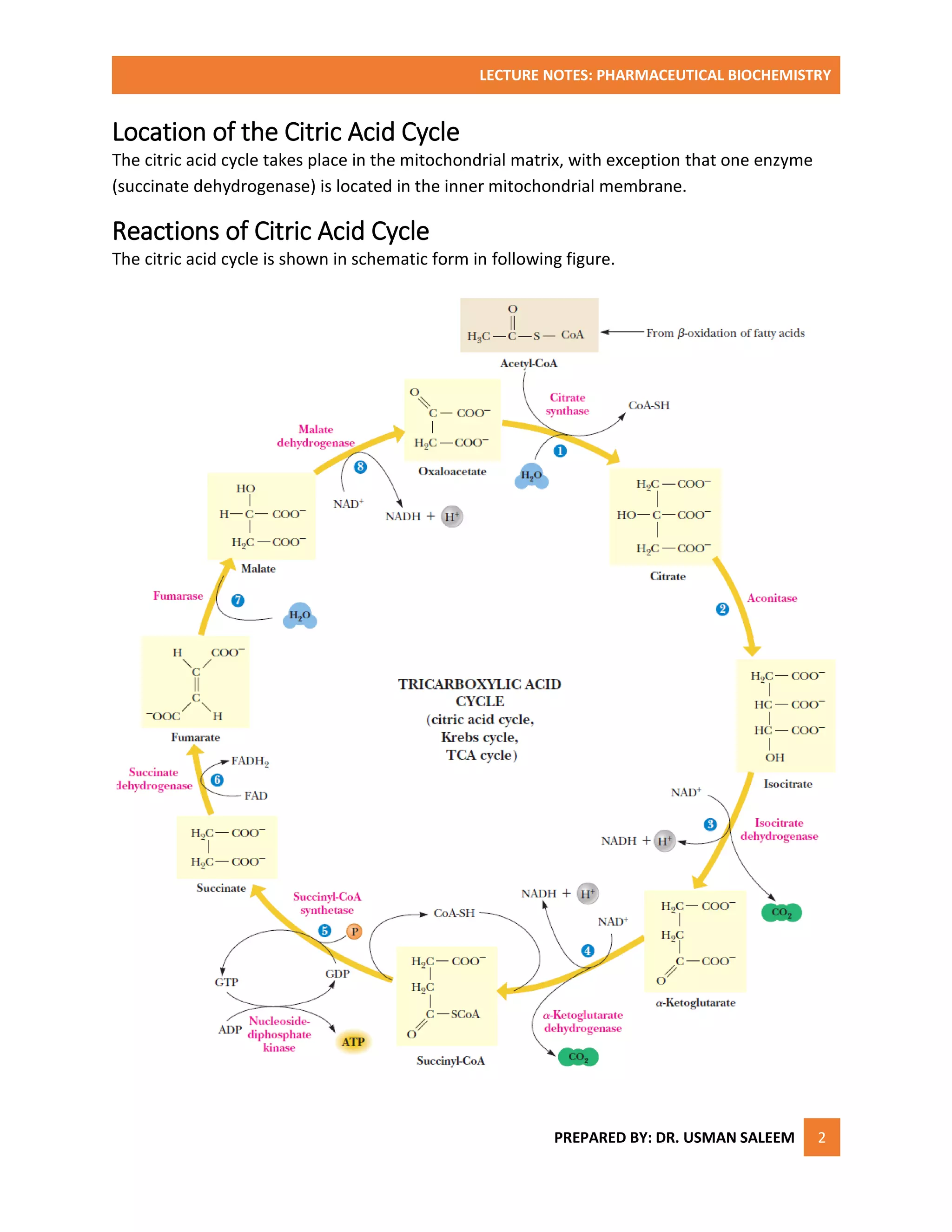 Citric acid cycle (2) | PDF