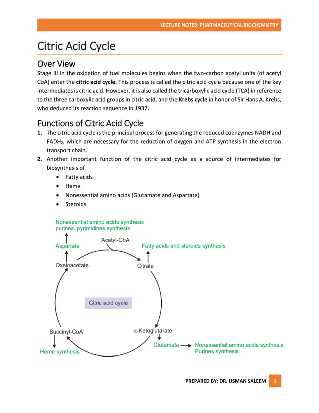 Citric acid cycle (2) | PDF