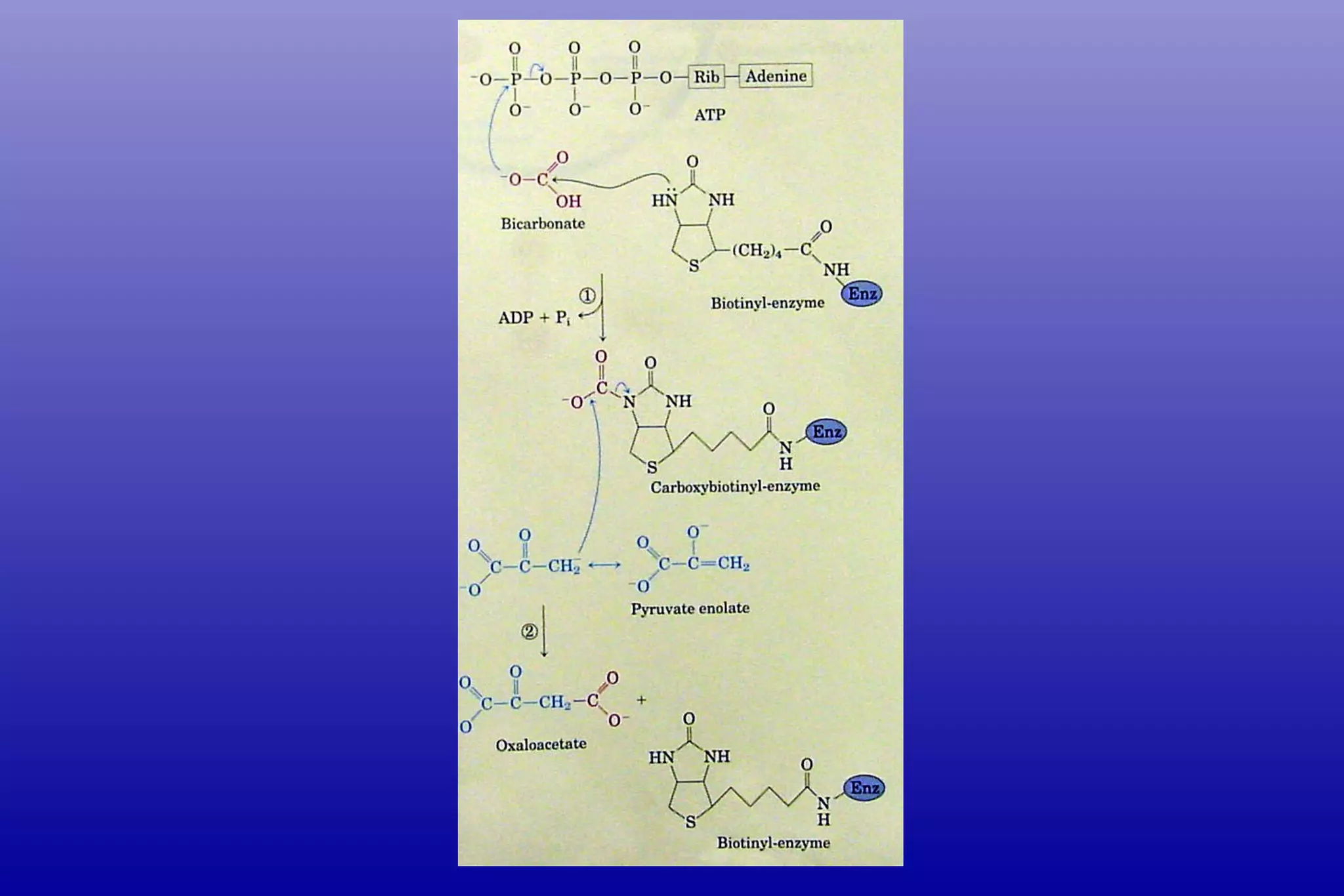 Citric acid cycle and anaplerosis | PPT