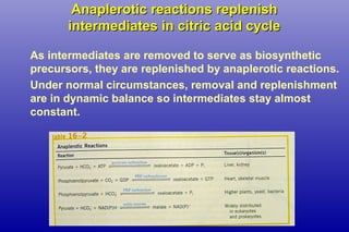 Citric acid cycle and anaplerosis | PPT