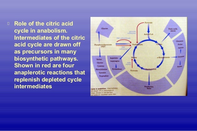 Citric acid cycle and anaplerosis