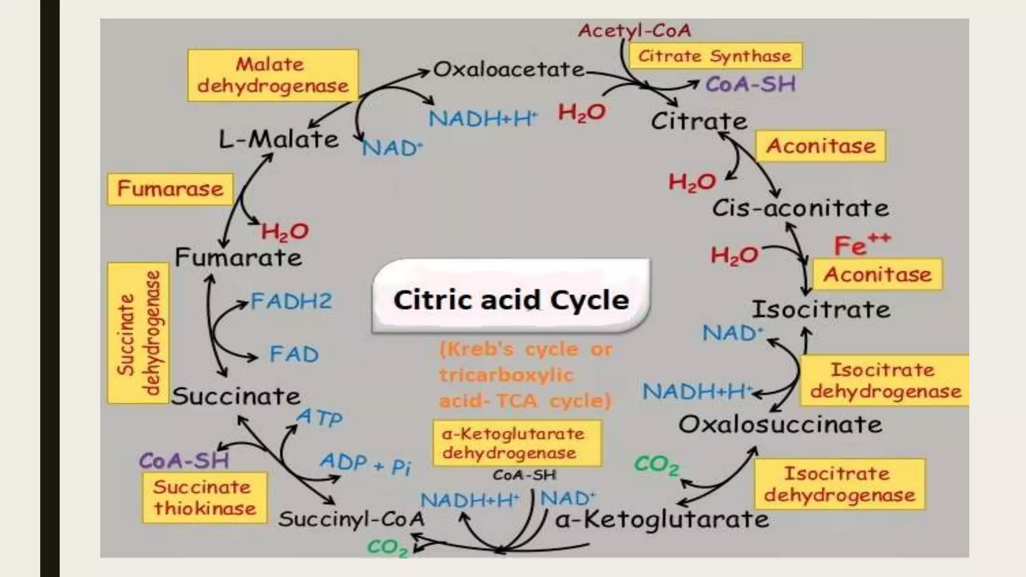 Citric acid cycle krebs cycle or tricarboxylic acid | PPT