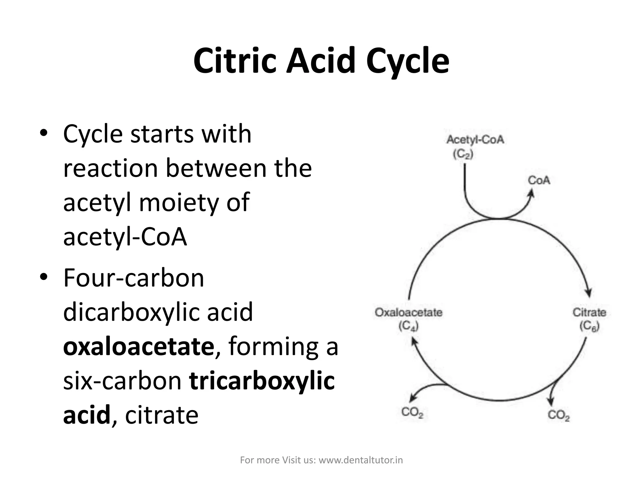 Citric acid cycle | PPTX