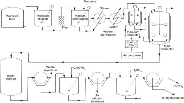 citric acid production by fermentation process | PPTX