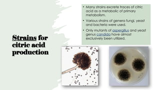 citric acid production by fermentation process | PPTX