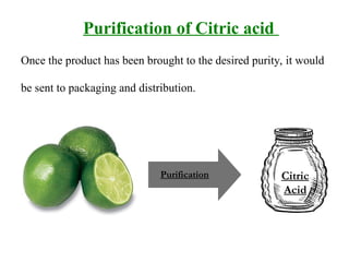Citric Acid Report (details of Production Processes) | PPT