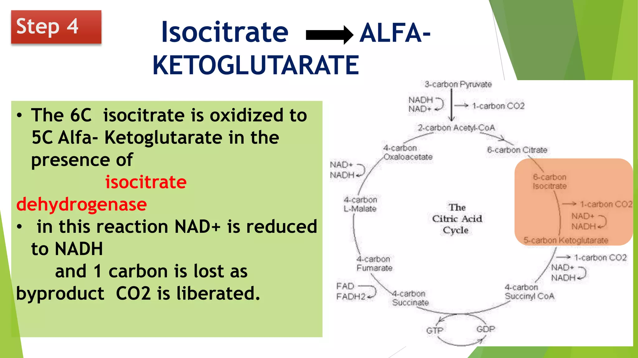 Citric cycle or Kerbs cycle | PPT