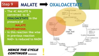 Citric cycle or Kerbs cycle | PPT