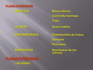 CITRICOS PLAGAS Y ENFERMEDADES AMCH.pptx