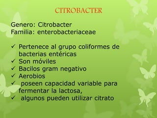 Citrobacter | PPTX