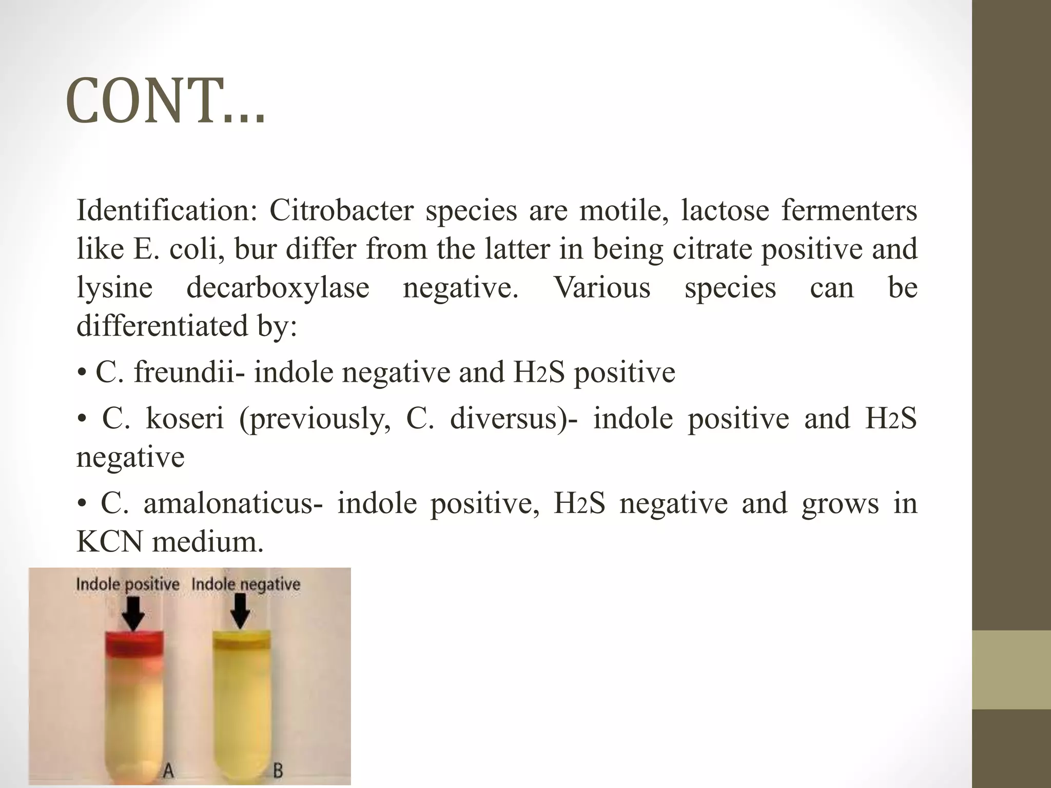 Citrobacter & Edwardsiella | PPTX