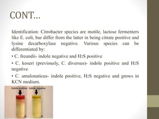 Citrobacter & Edwardsiella | PPTX