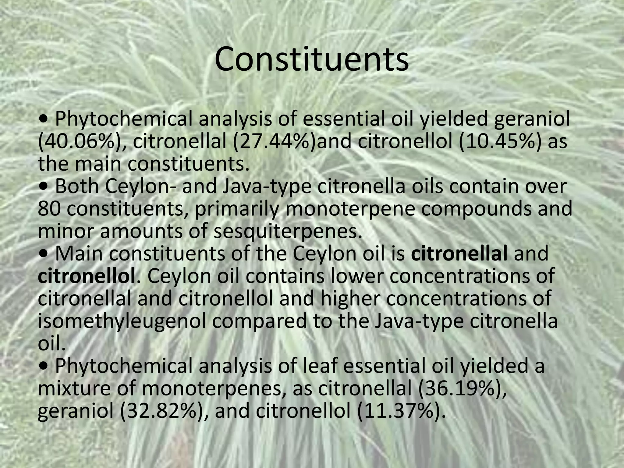Citronella: The Useful Grass. | PPTX