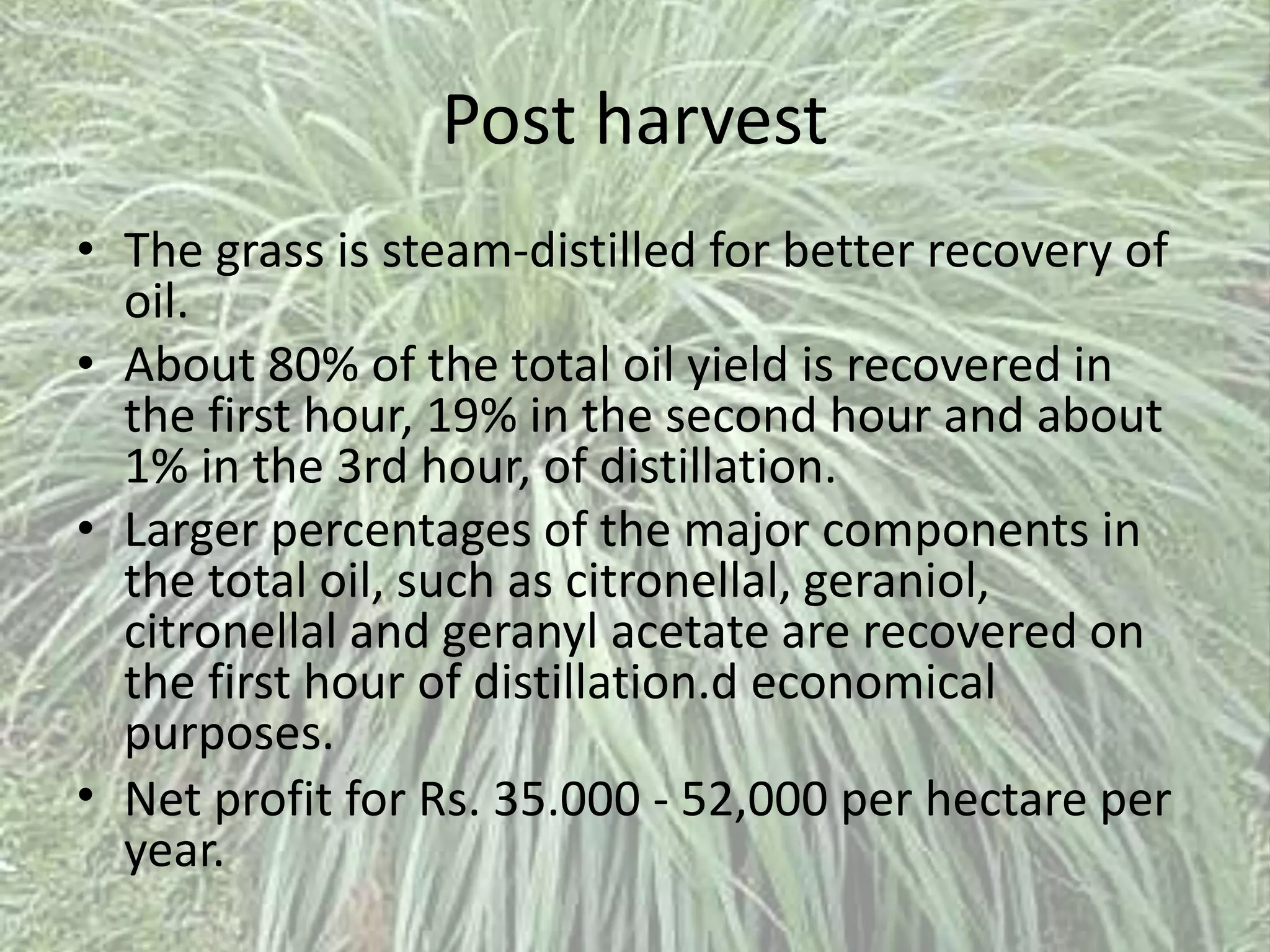 Citronella: The Useful Grass. | PPTX