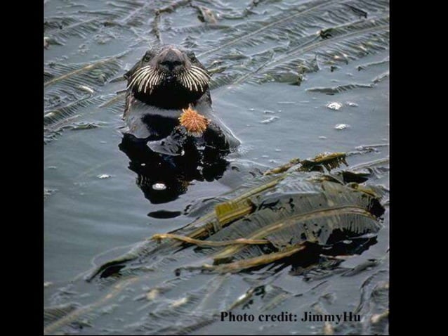 Dropping Science on Your Developer Ecosystem - lessons from Ecosystem ...