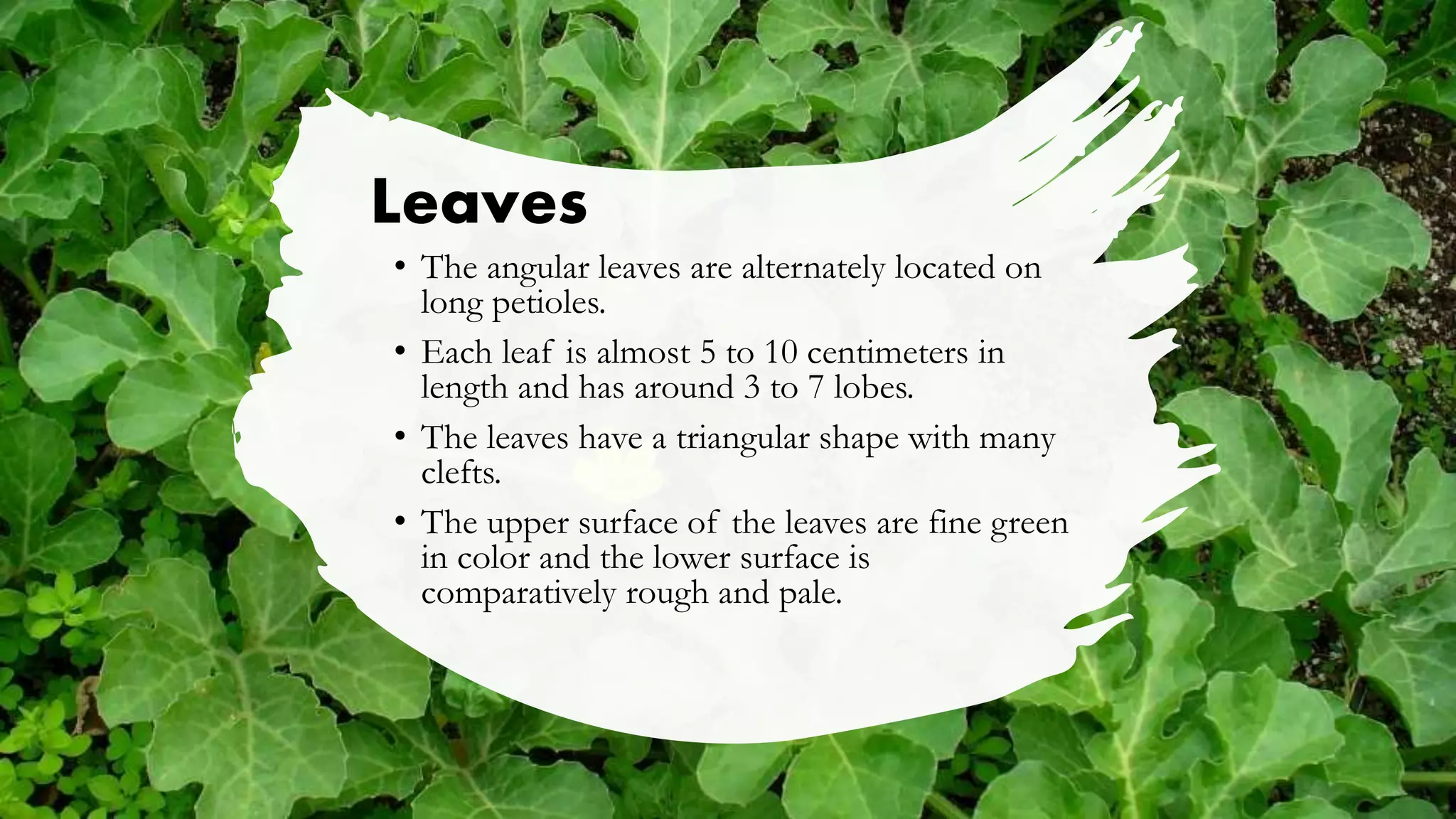 Citrullus colocynthis, Bitter Apple/ Kaura Tumba Use as Medicinal Plant ...