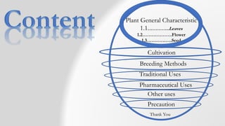 Citrullus colocynthis, Bitter Apple/ Kaura Tumba Use as Medicinal Plant ...