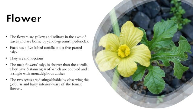 Citrullus colocynthis, Bitter Apple/ Kaura Tumba Use as Medicinal Plant ...