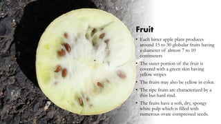 Citrullus colocynthis, Bitter Apple/ Kaura Tumba Use as Medicinal Plant ...