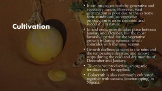 Citrullus colocynthis, Bitter Apple/ Kaura Tumba Use as Medicinal Plant ...