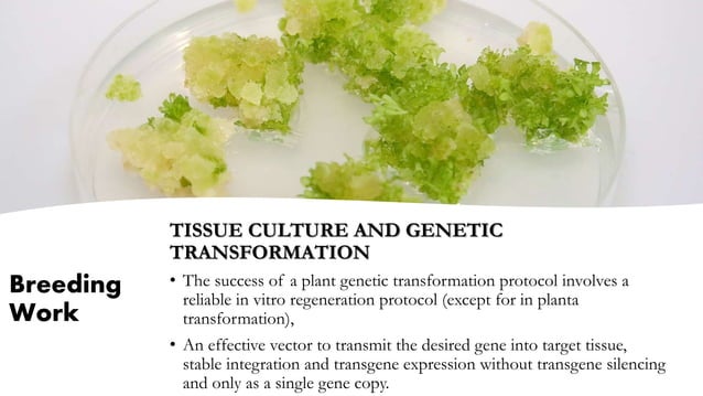 Citrullus colocynthis, Bitter Apple/ Kaura Tumba Use as Medicinal Plant ...