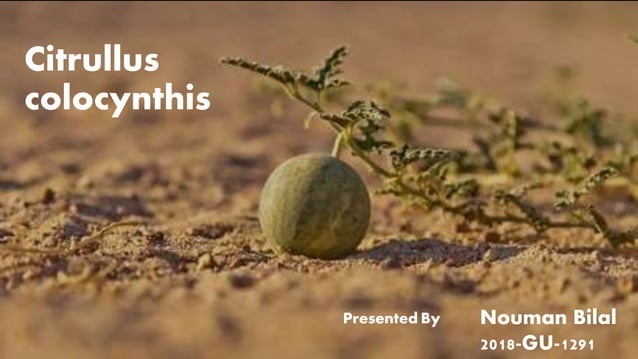 Citrullus colocynthis, Bitter Apple/ Kaura Tumba Use as Medicinal Plant ...