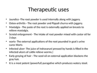 Citrullus colocynthis or Indravaruni herbology | PPTX | Digestive ...