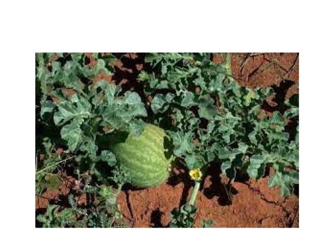 Citrullus colocynthis or Indravaruni herbology | PPTX | Digestive ...