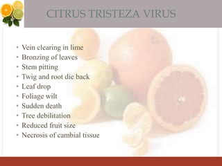 Citrus (Production Technology and diseases) | PPTX
