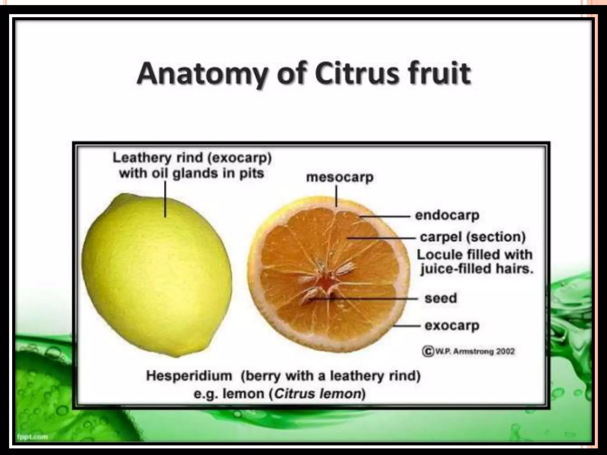 Citrus;types;health benefits;commercial products;economic importance | PPTX