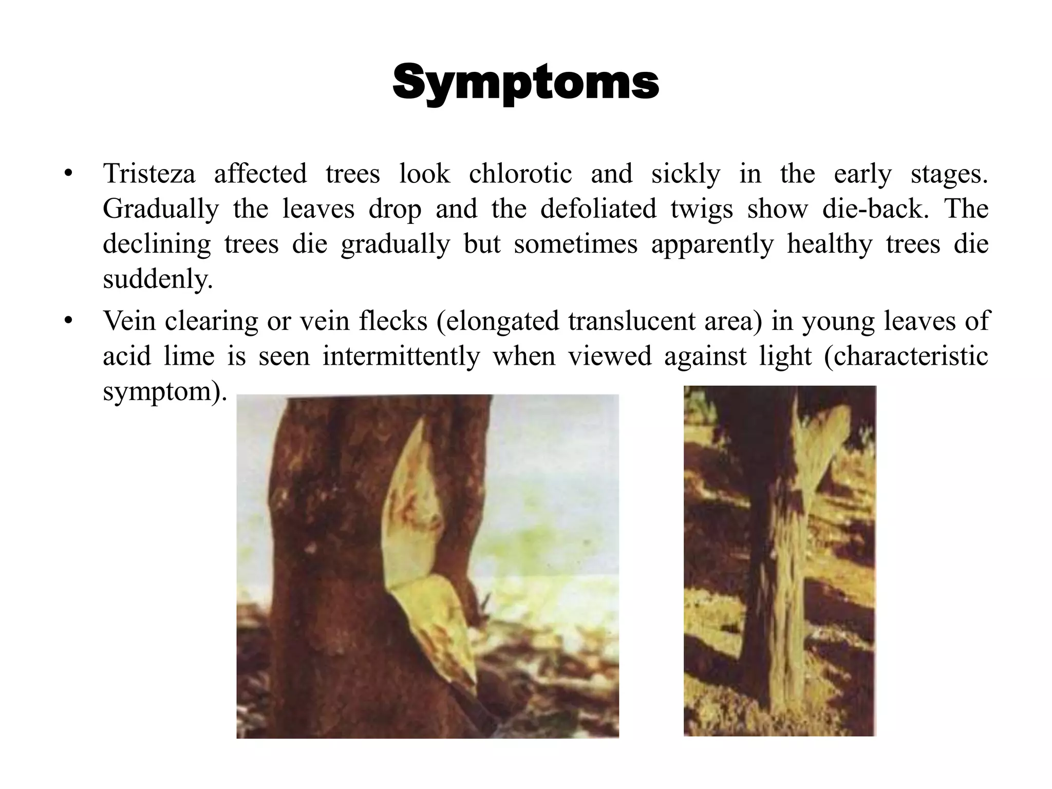 Diseases of Citrus | PPTX