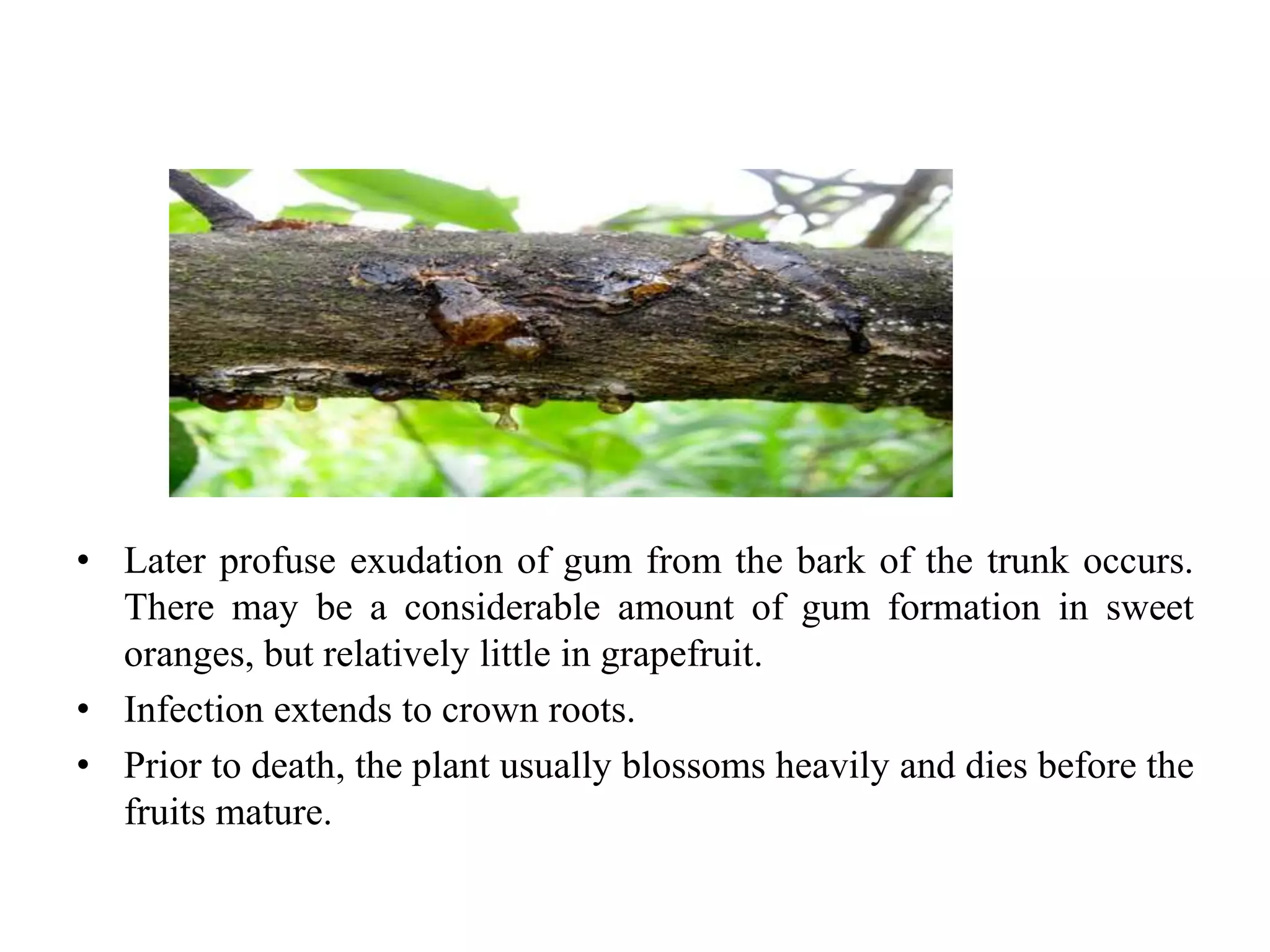 Diseases of Citrus | PPTX