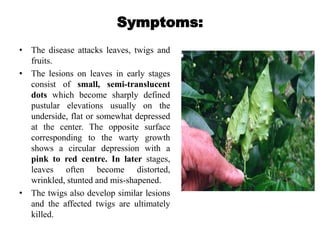 Diseases of Citrus | PPTX