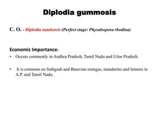 Diseases of Citrus | PPTX