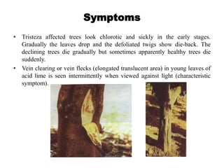 Diseases of Citrus | PPTX