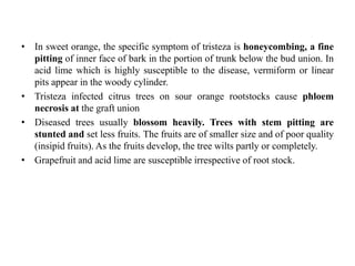 Diseases of Citrus | PPTX