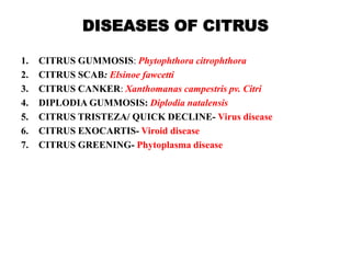 Diseases of Citrus | PPTX