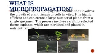 citrus.pptx ent jvjvguzugfuffugcgchcyfhvhv | PPT