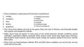 Citrus classification and basic spp.pptx