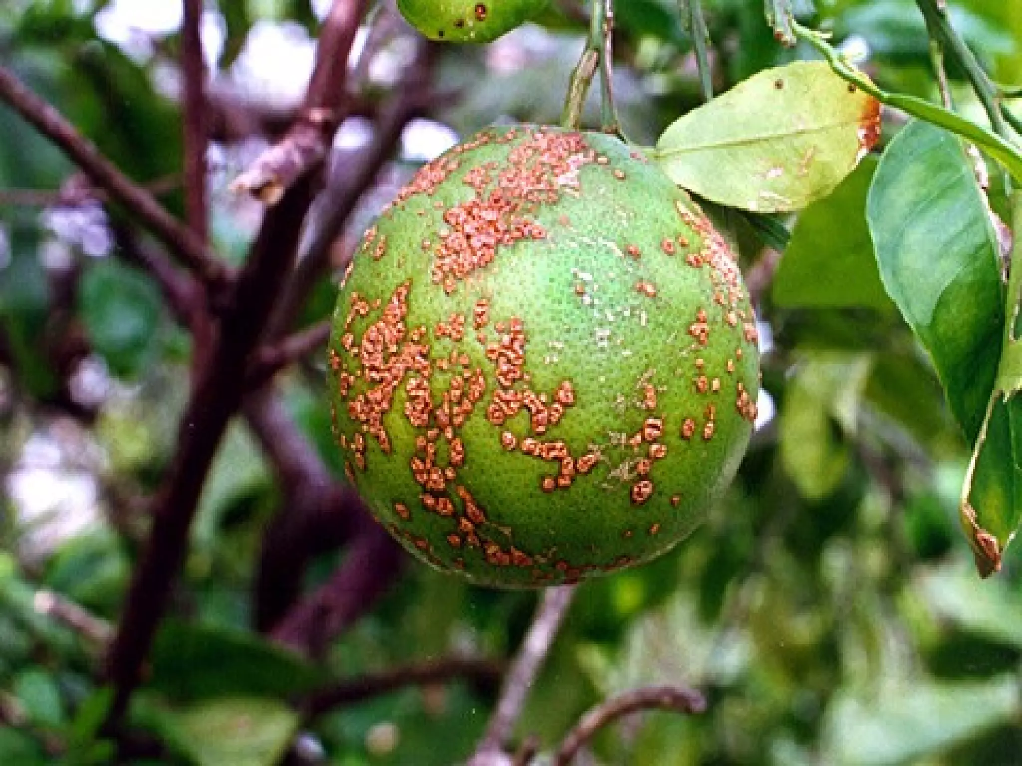 Citrus canker | PPT
