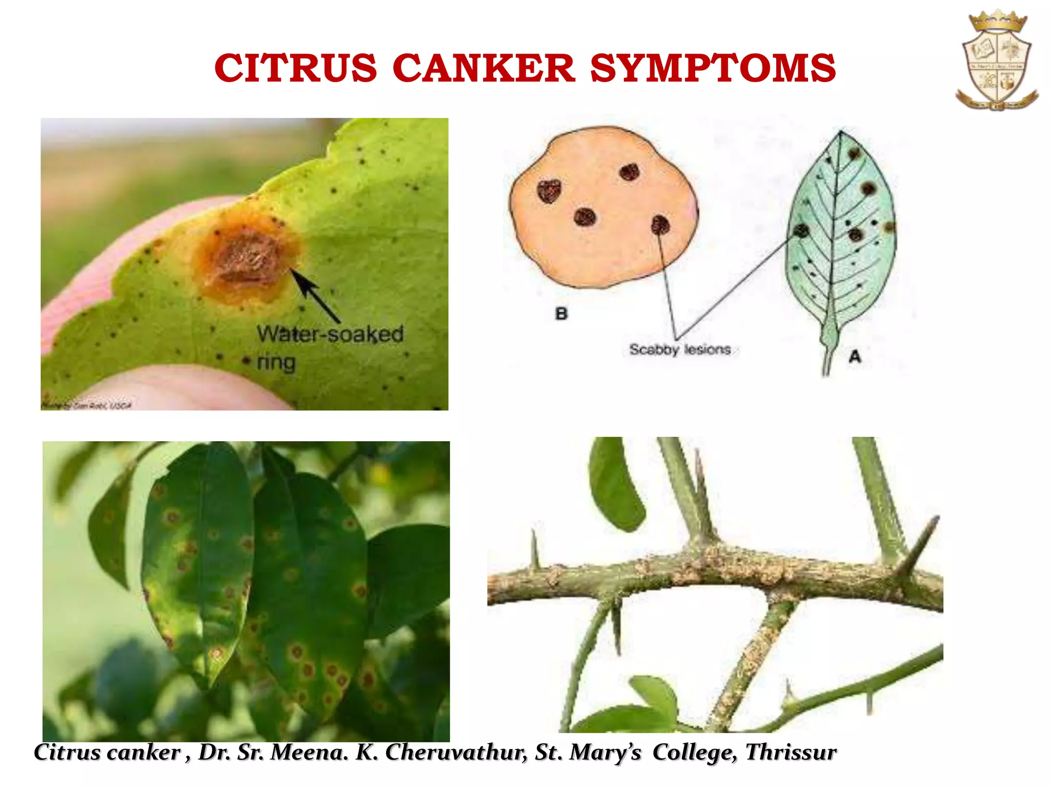 Citrus canker | PPTX